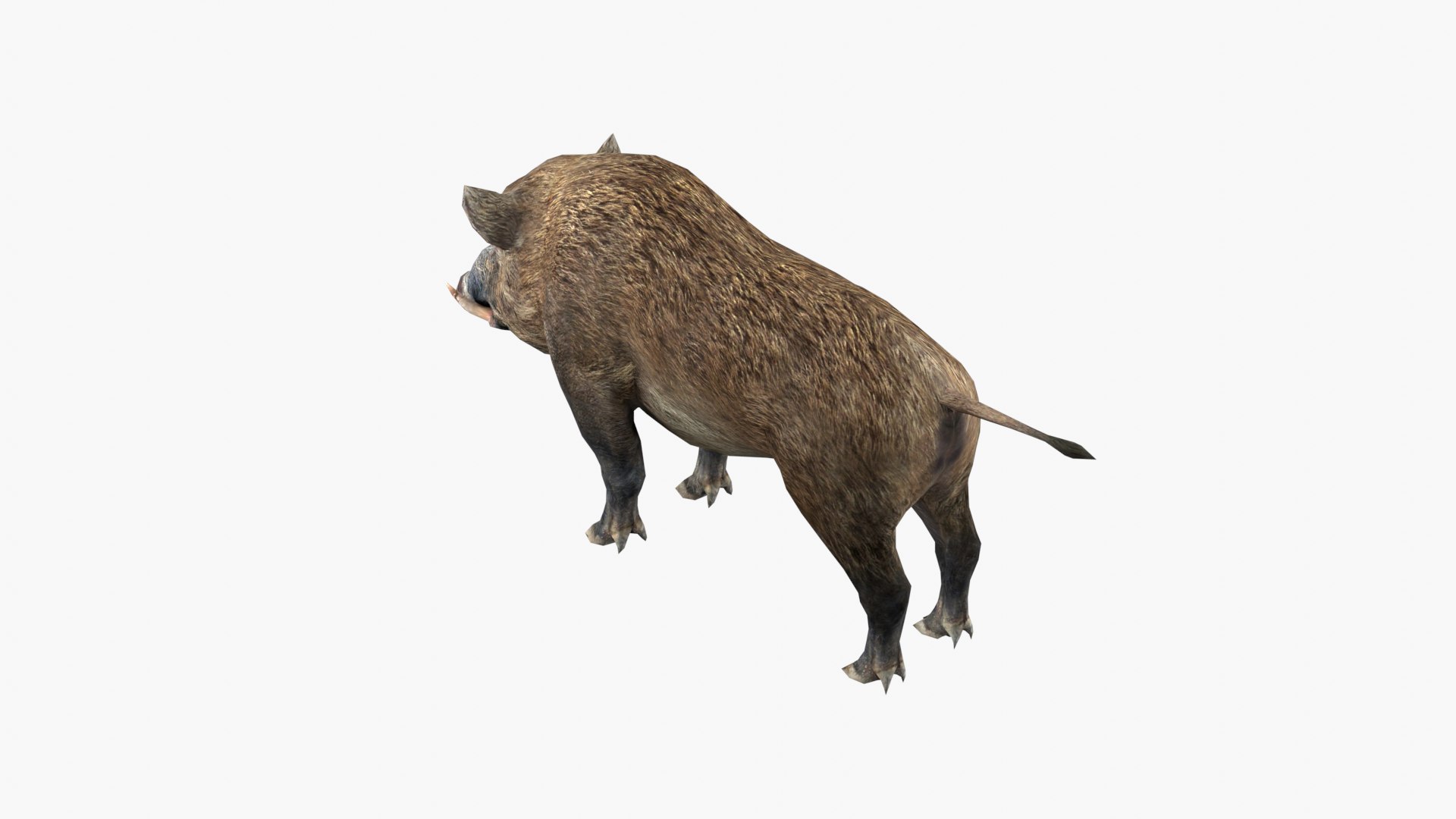 3D Model Boar RIGGED - TurboSquid 2330304