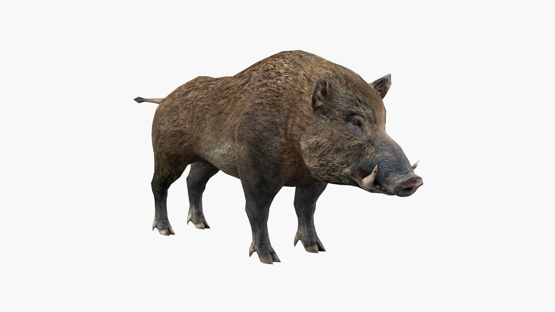 3D Model Boar RIGGED - TurboSquid 2330304