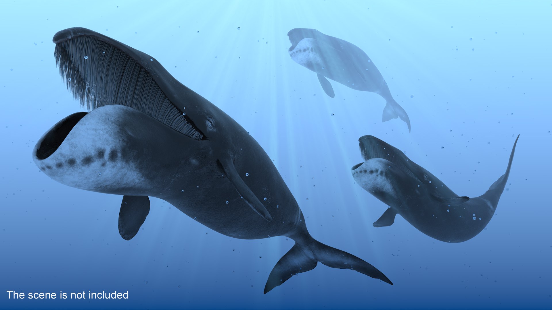 Sea Animal Bowhead Whale Rigged 3D model - TurboSquid 2114788