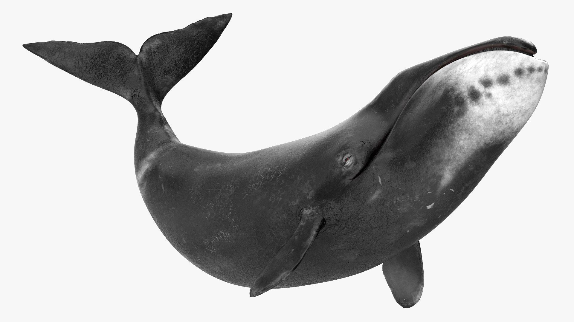 Sea Animal Bowhead Whale Rigged 3D Model - TurboSquid 2114788