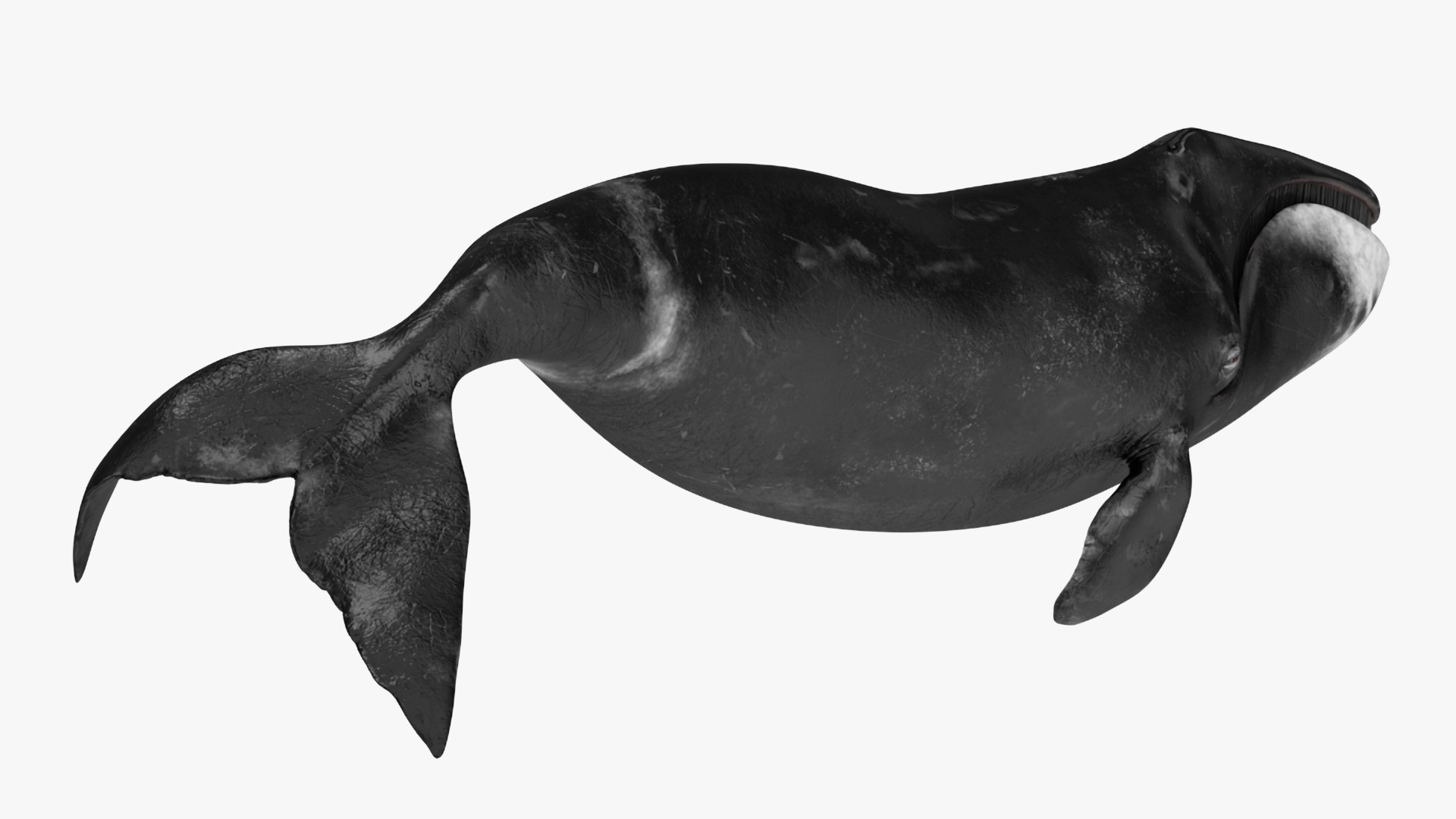 Sea Animal Bowhead Whale Rigged 3D Model - TurboSquid 2114788
