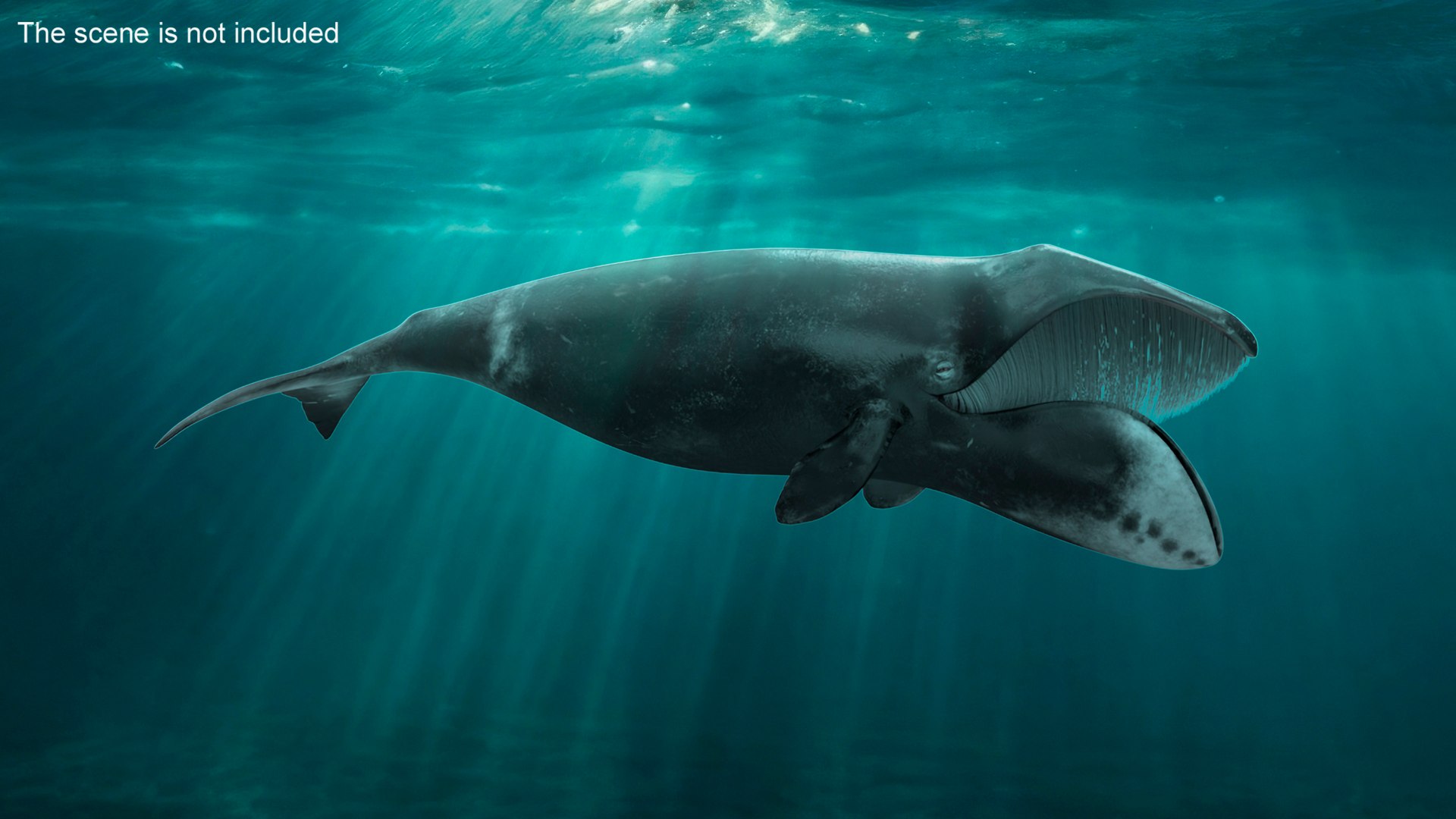 Sea Animal Bowhead Whale Rigged 3D Model - TurboSquid 2114788