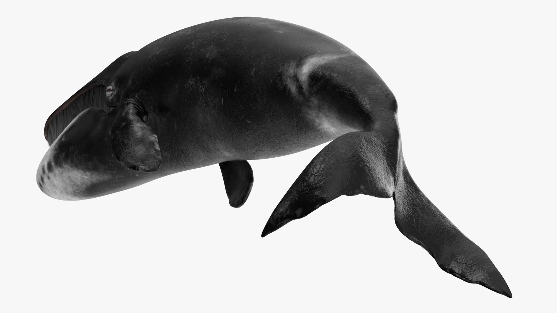 Sea Animal Bowhead Whale Rigged 3D Model - TurboSquid 2114788