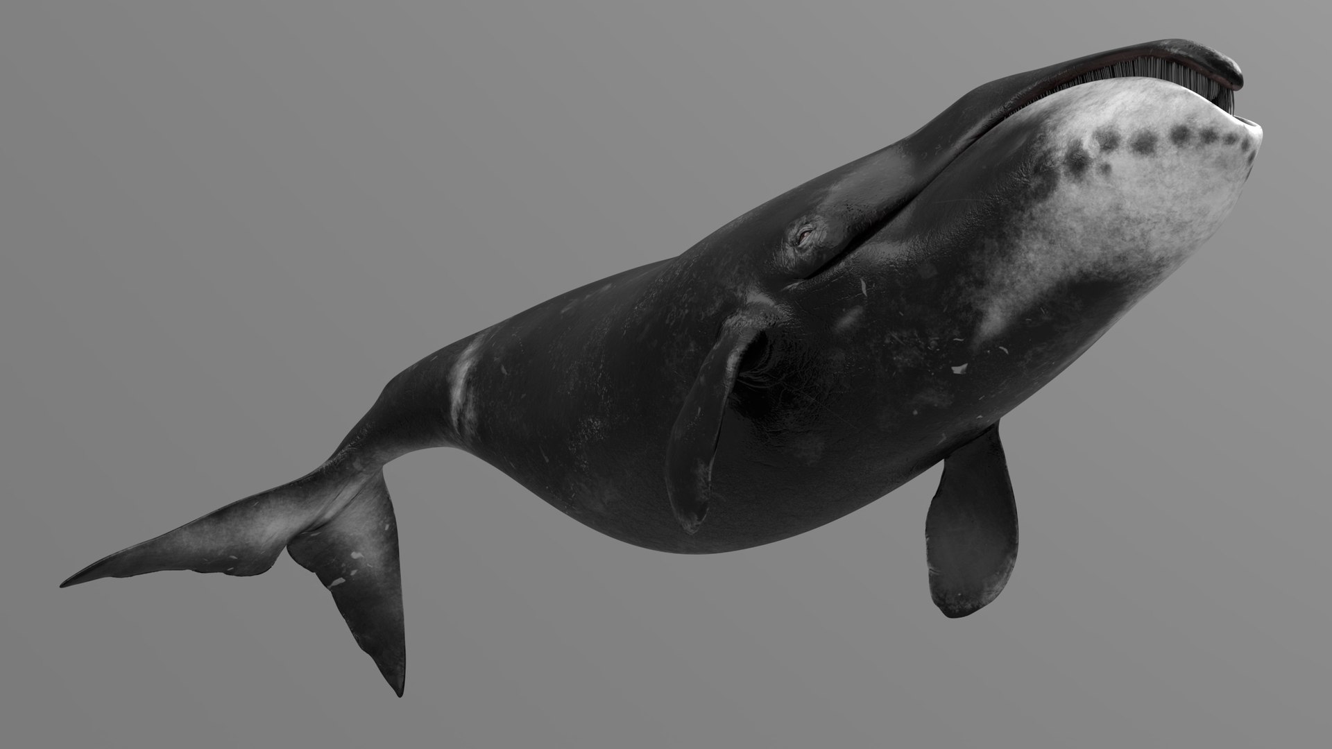 Sea Animal Bowhead Whale Rigged 3D Model - TurboSquid 2114788