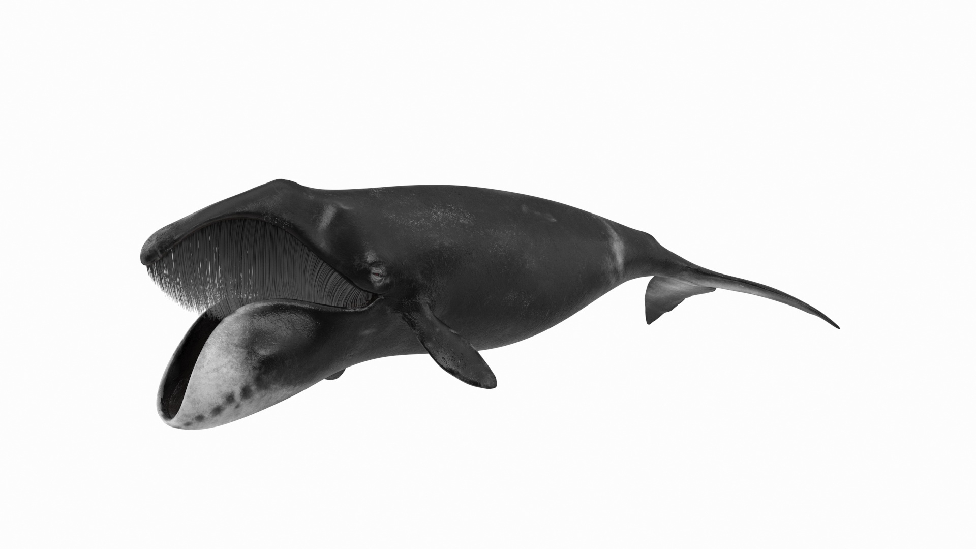 Sea Animal Bowhead Whale Rigged 3D Model - TurboSquid 2114788