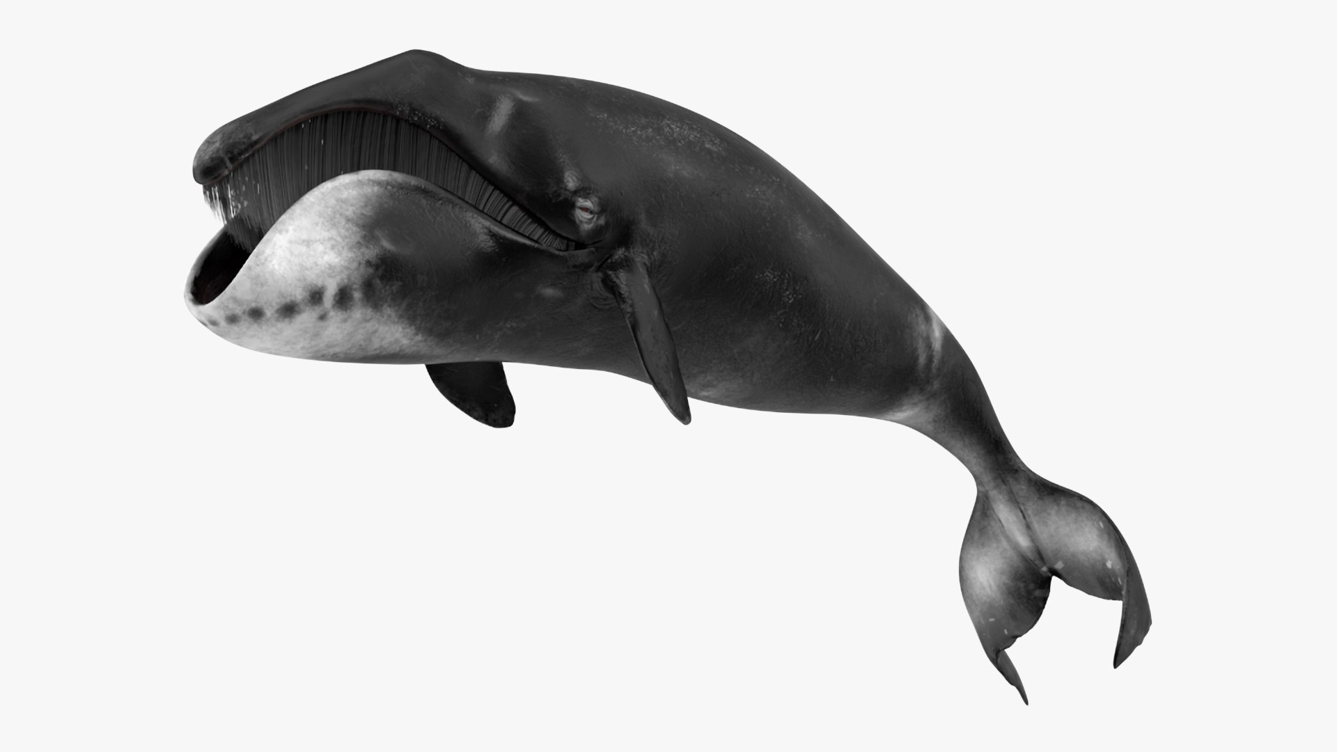 Sea Animal Bowhead Whale Rigged 3D Model - TurboSquid 2114788