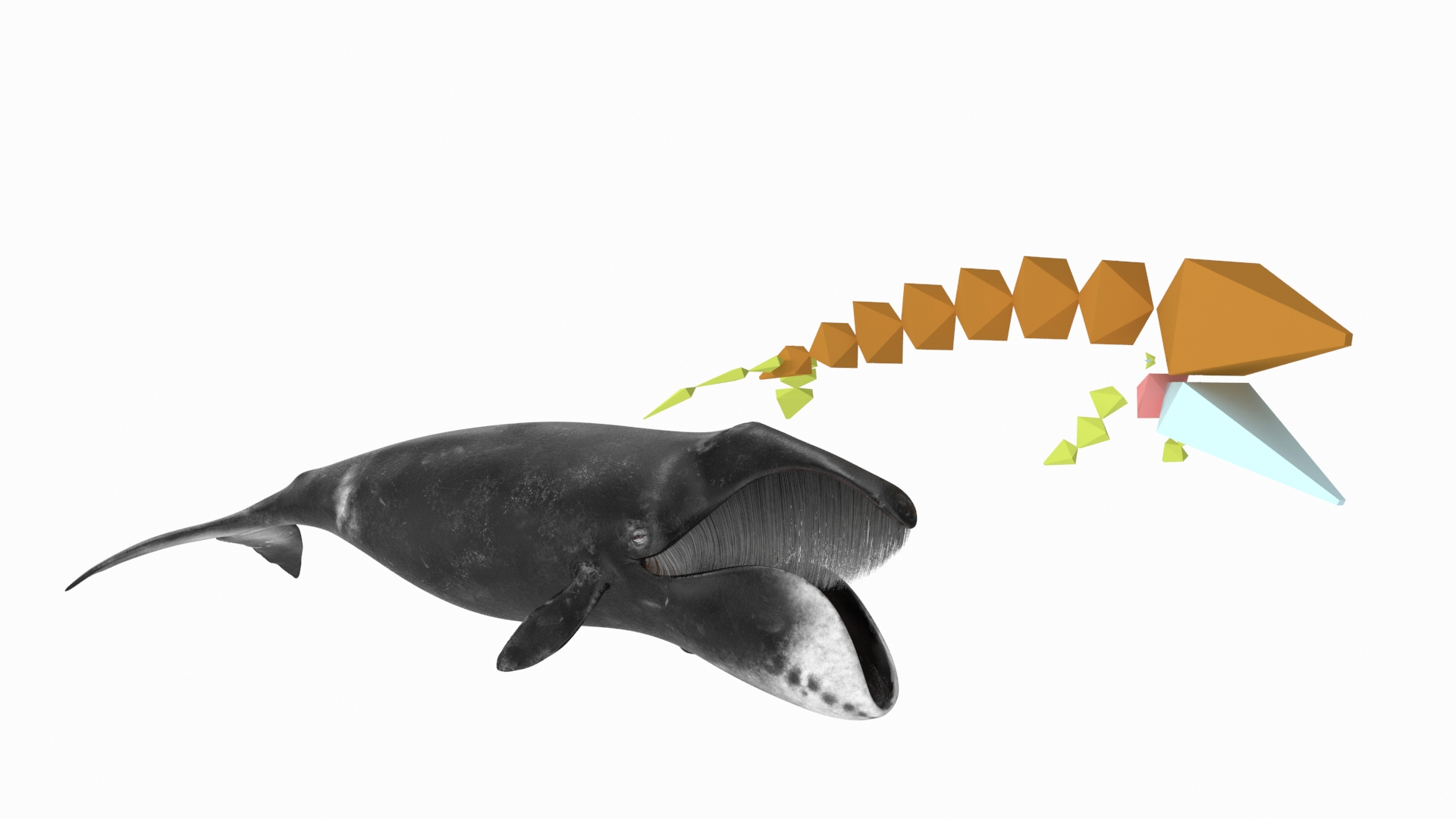 Sea Animal Bowhead Whale Rigged 3D Model - TurboSquid 2114788