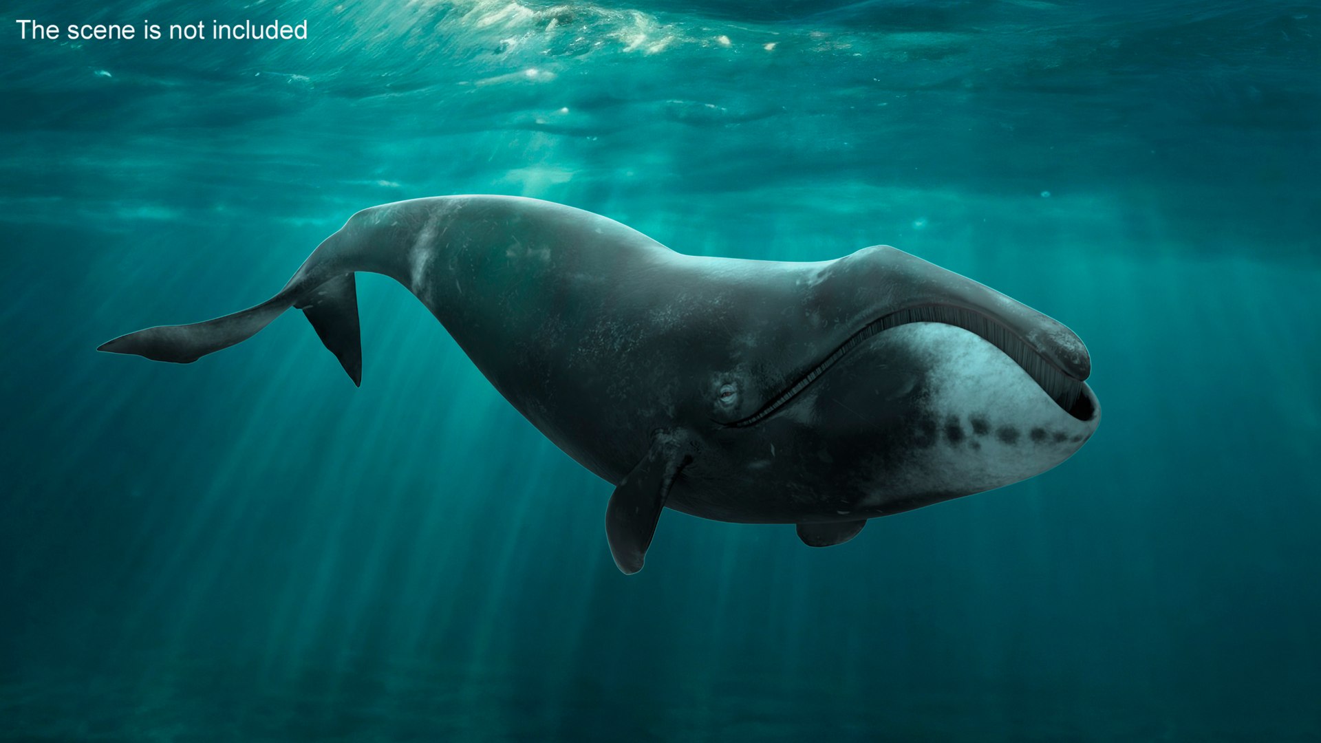 Sea Animal Bowhead Whale Rigged 3D Model - TurboSquid 2114788