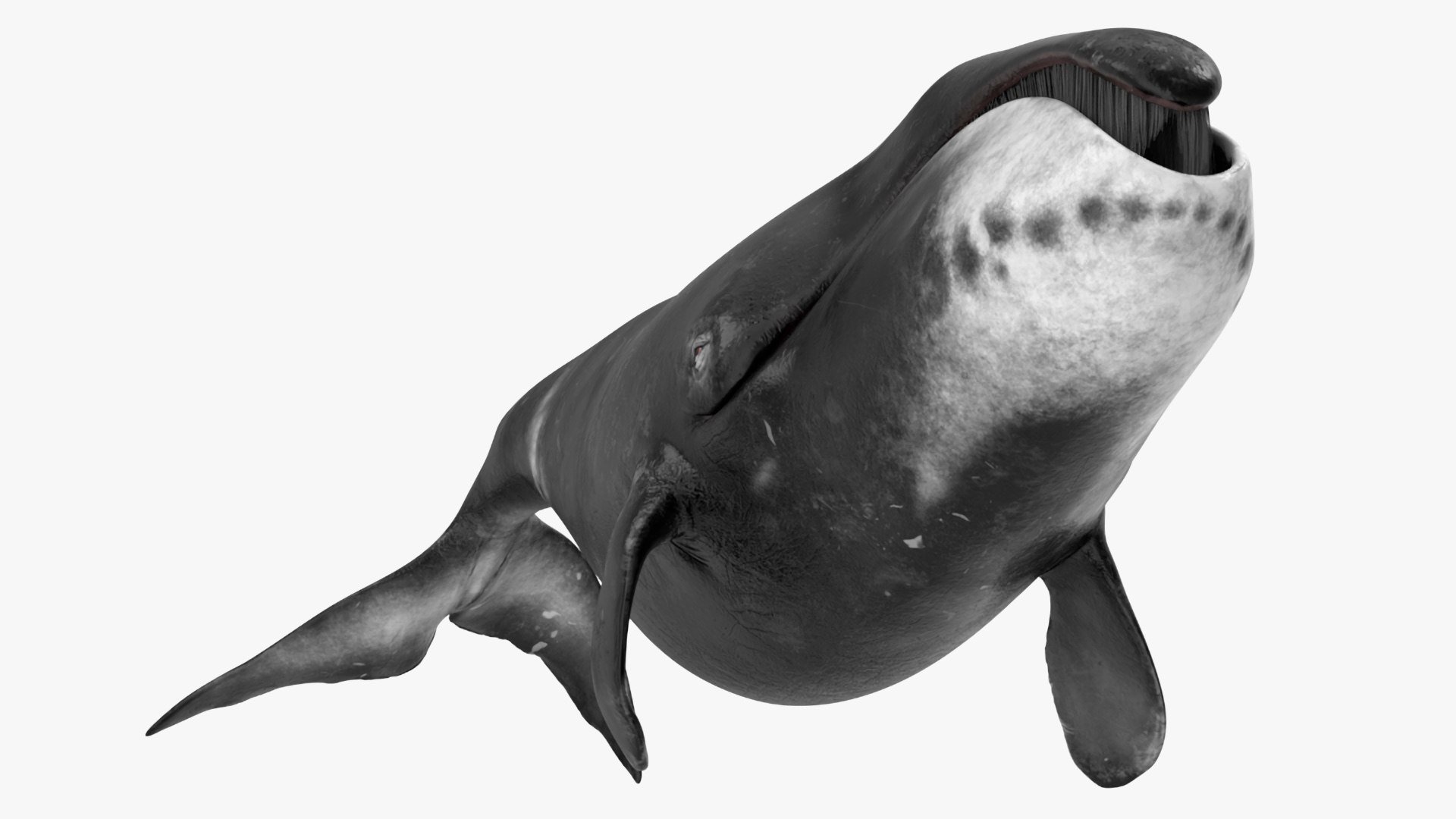 Sea Animal Bowhead Whale Rigged 3D Model - TurboSquid 2114788