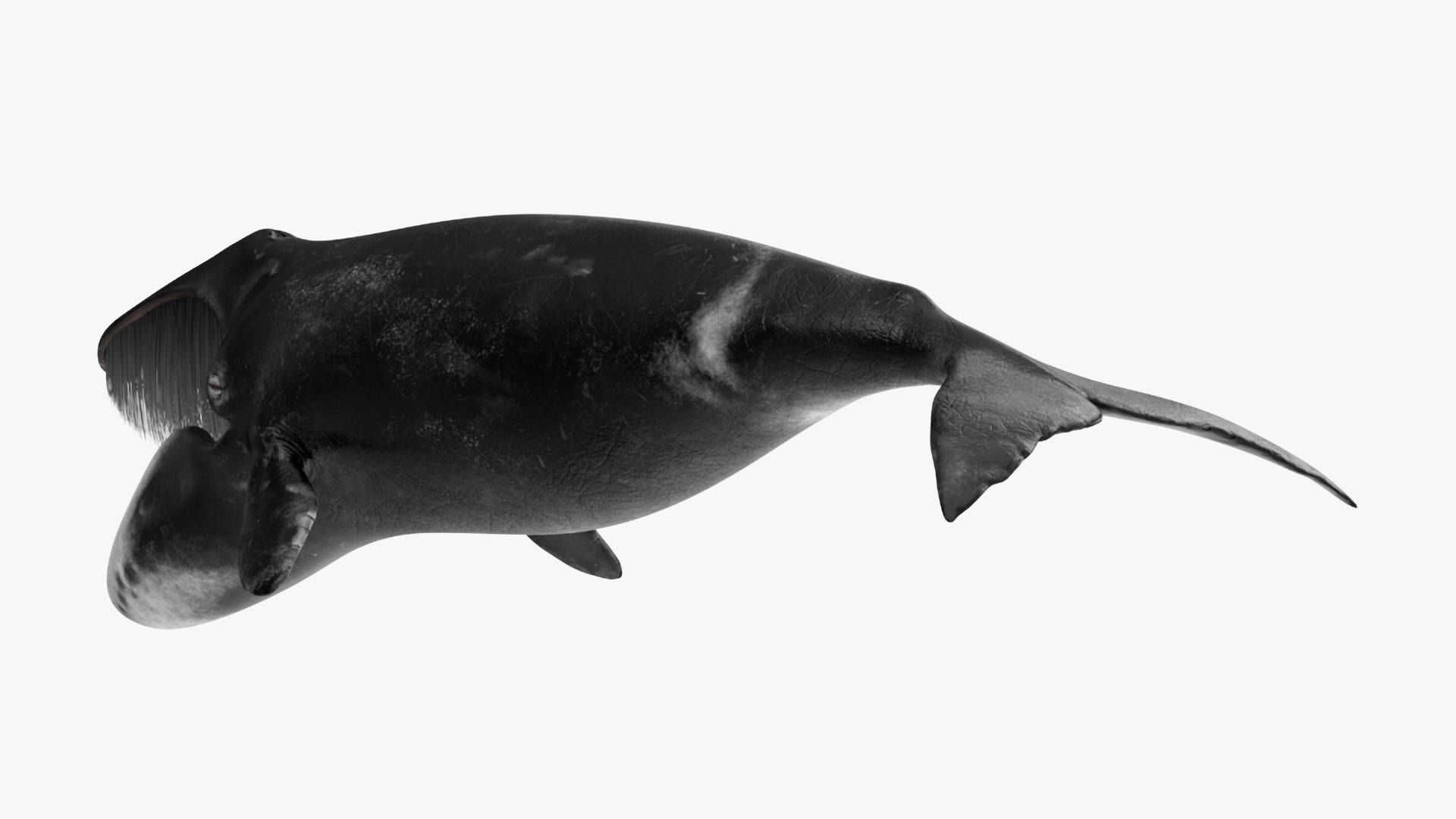 Sea Animal Bowhead Whale Rigged 3D Model - TurboSquid 2114788