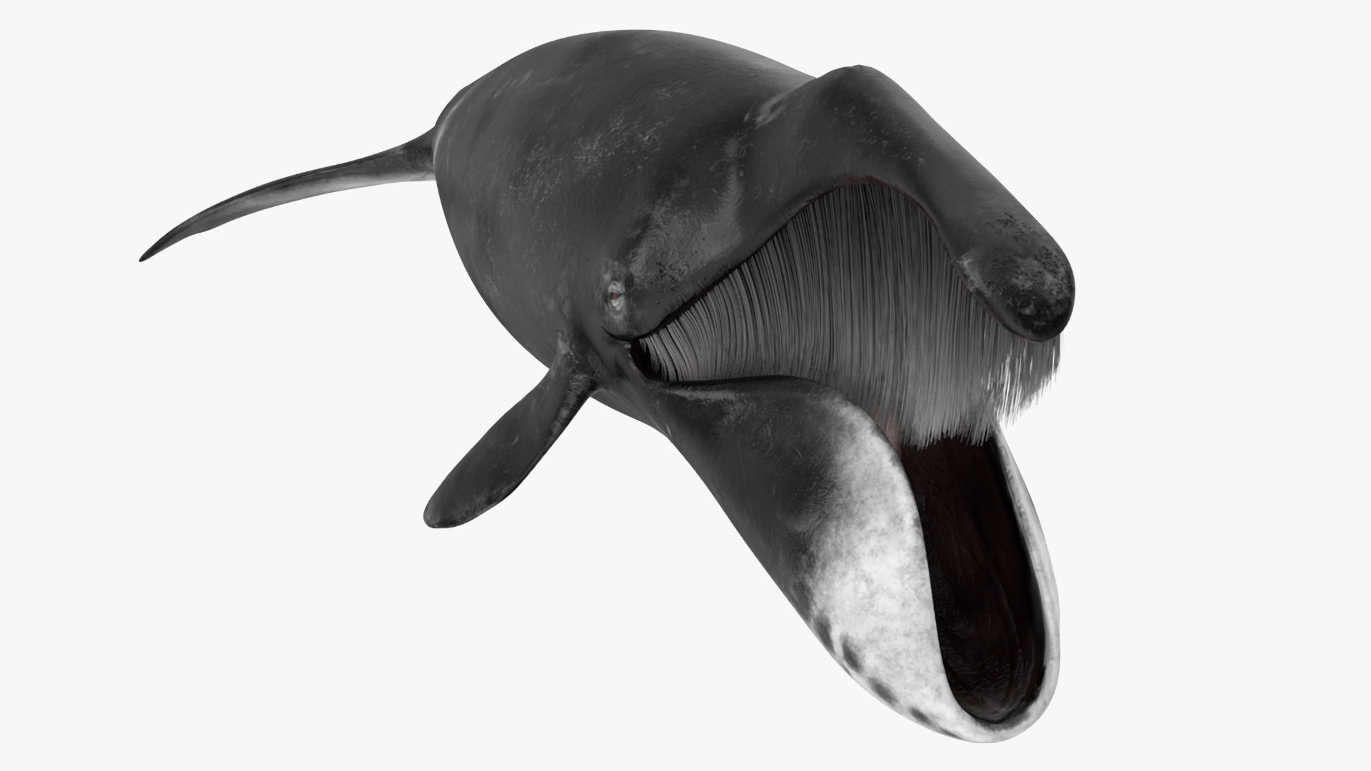 Sea Animal Bowhead Whale Rigged 3D Model - TurboSquid 2114788