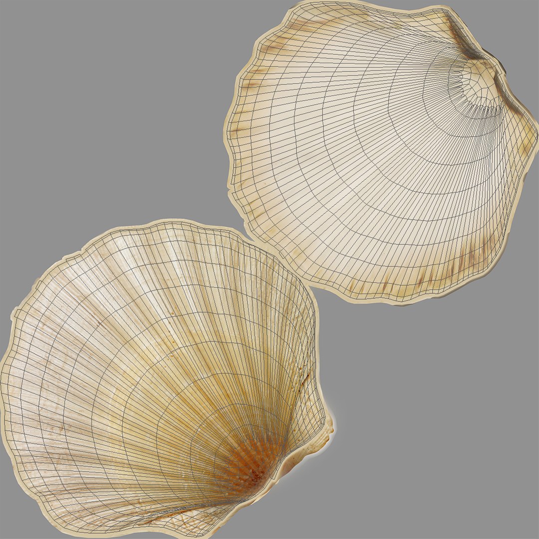 3D Sea Shell 2 Model - TurboSquid 1242131