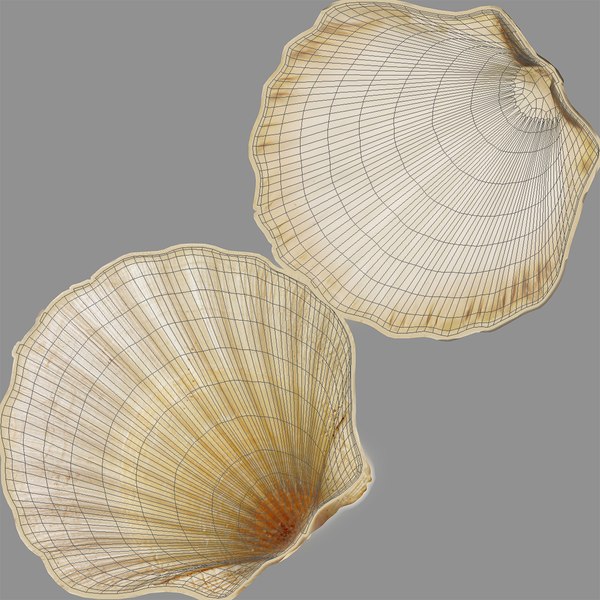 3D sea shell 2 model - TurboSquid 1242131