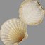 3D Sea Shell 2 Model - TurboSquid 1242131
