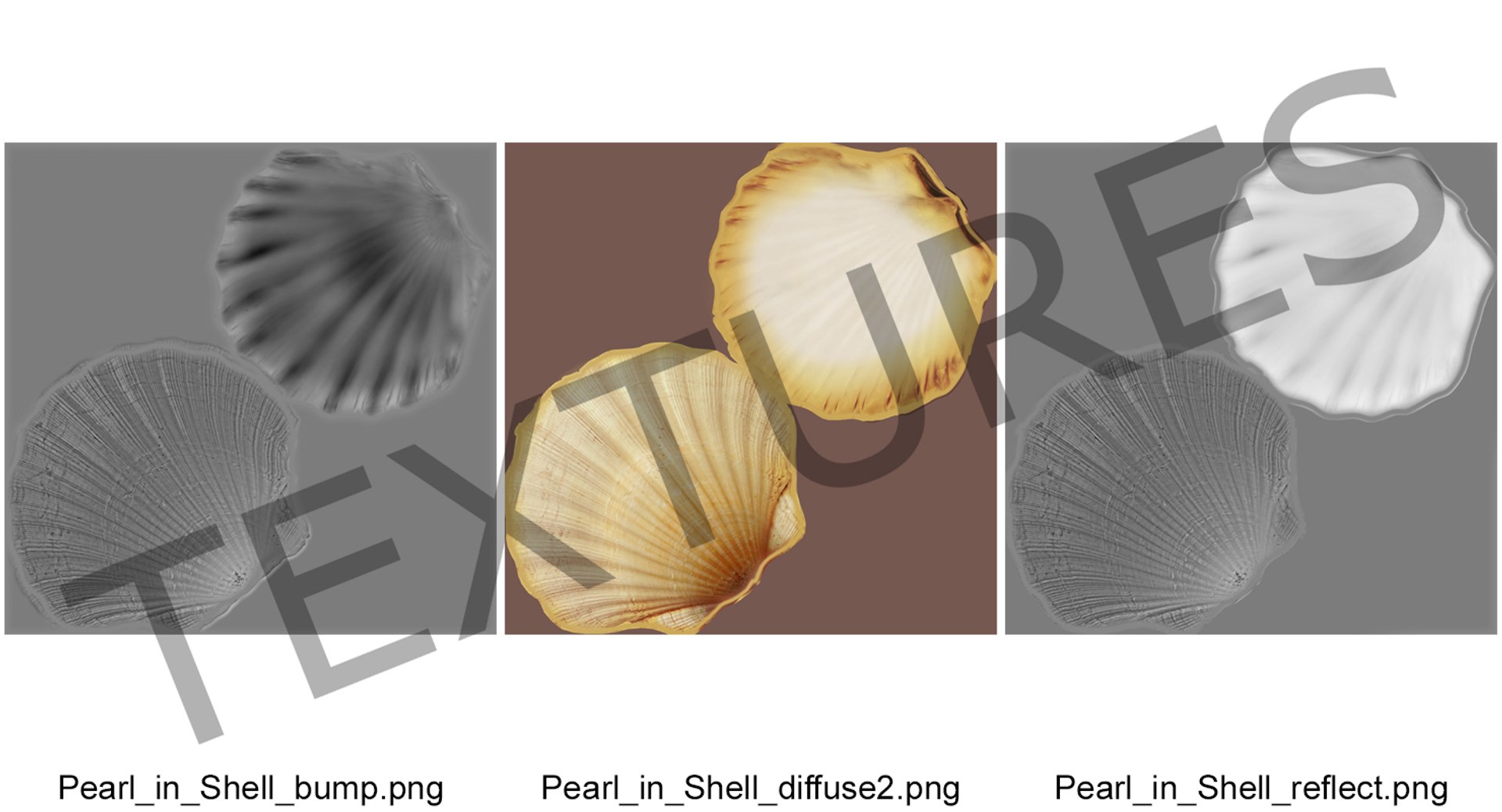 3D Sea Shell 2 Model - TurboSquid 1242131