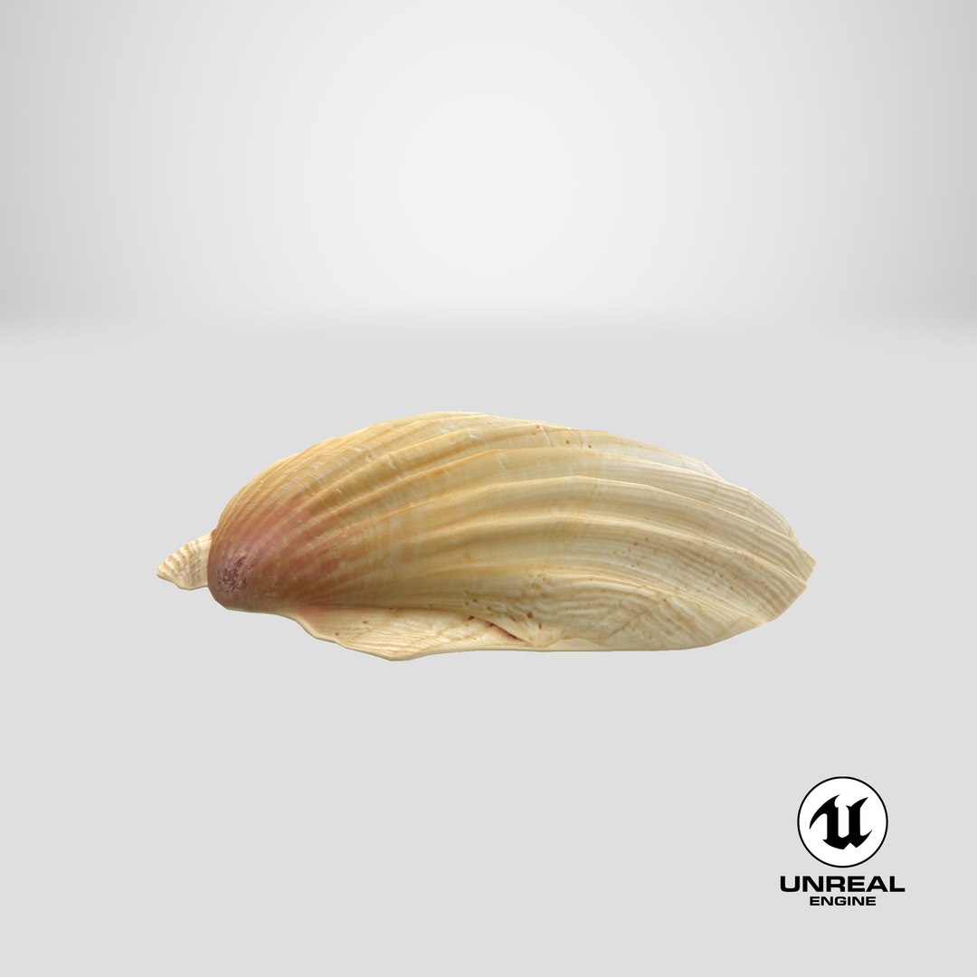 3D sea shell 2 model - TurboSquid 1242131
