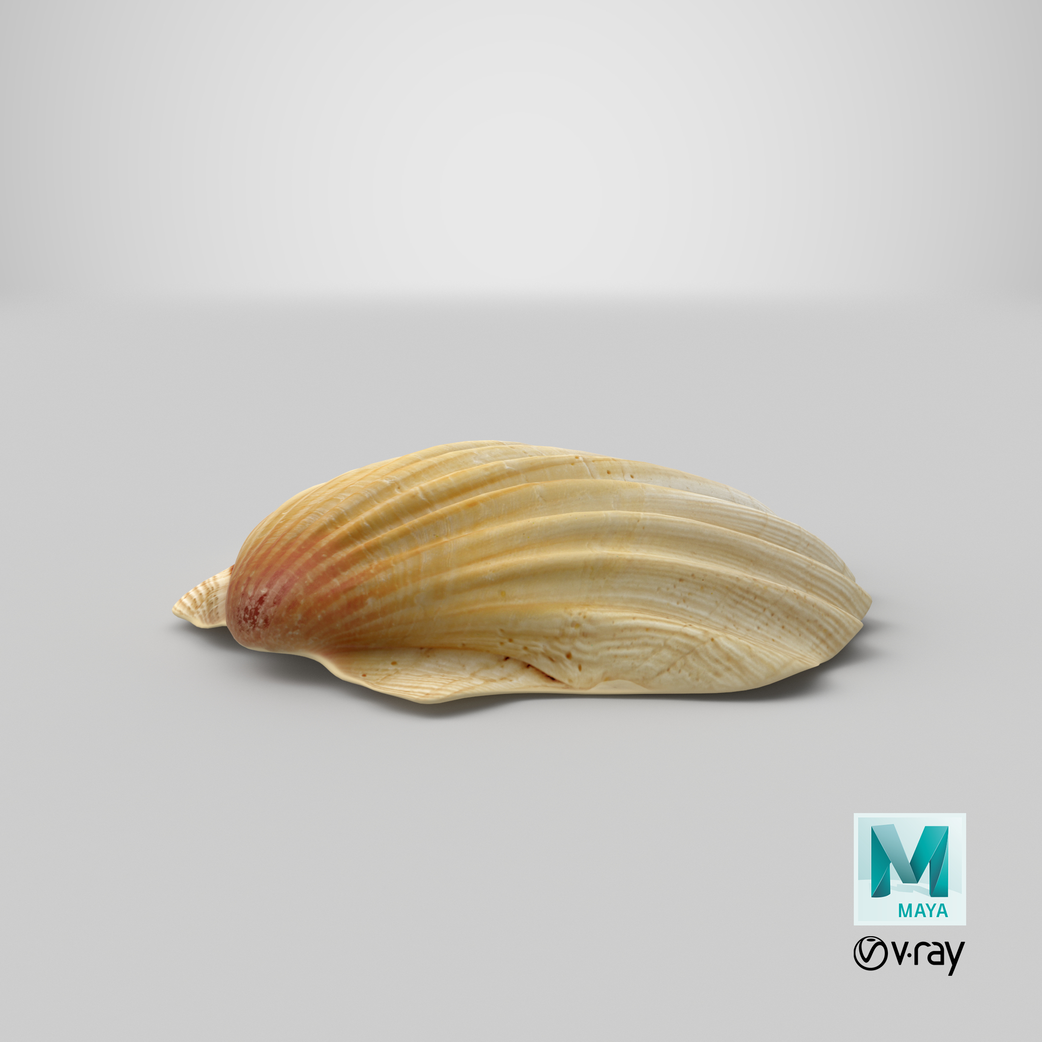 3D sea shell 2 model - TurboSquid 1242131