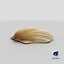 3D Sea Shell 2 Model - TurboSquid 1242131
