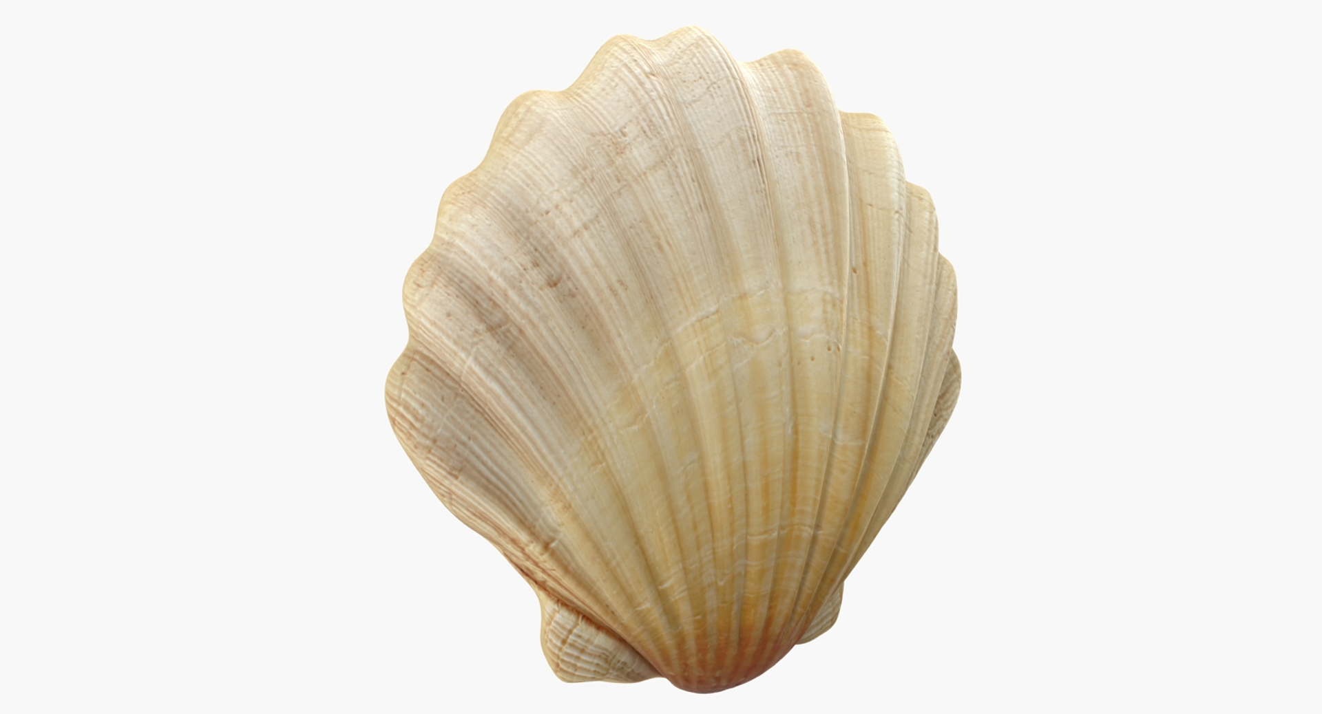 3D Sea Shell 2 Model - TurboSquid 1242131