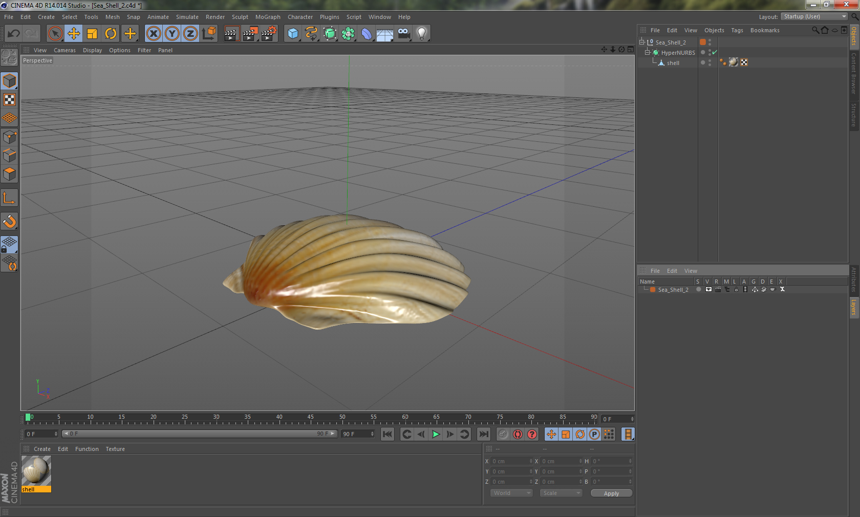 3D sea shell 2 model - TurboSquid 1242131