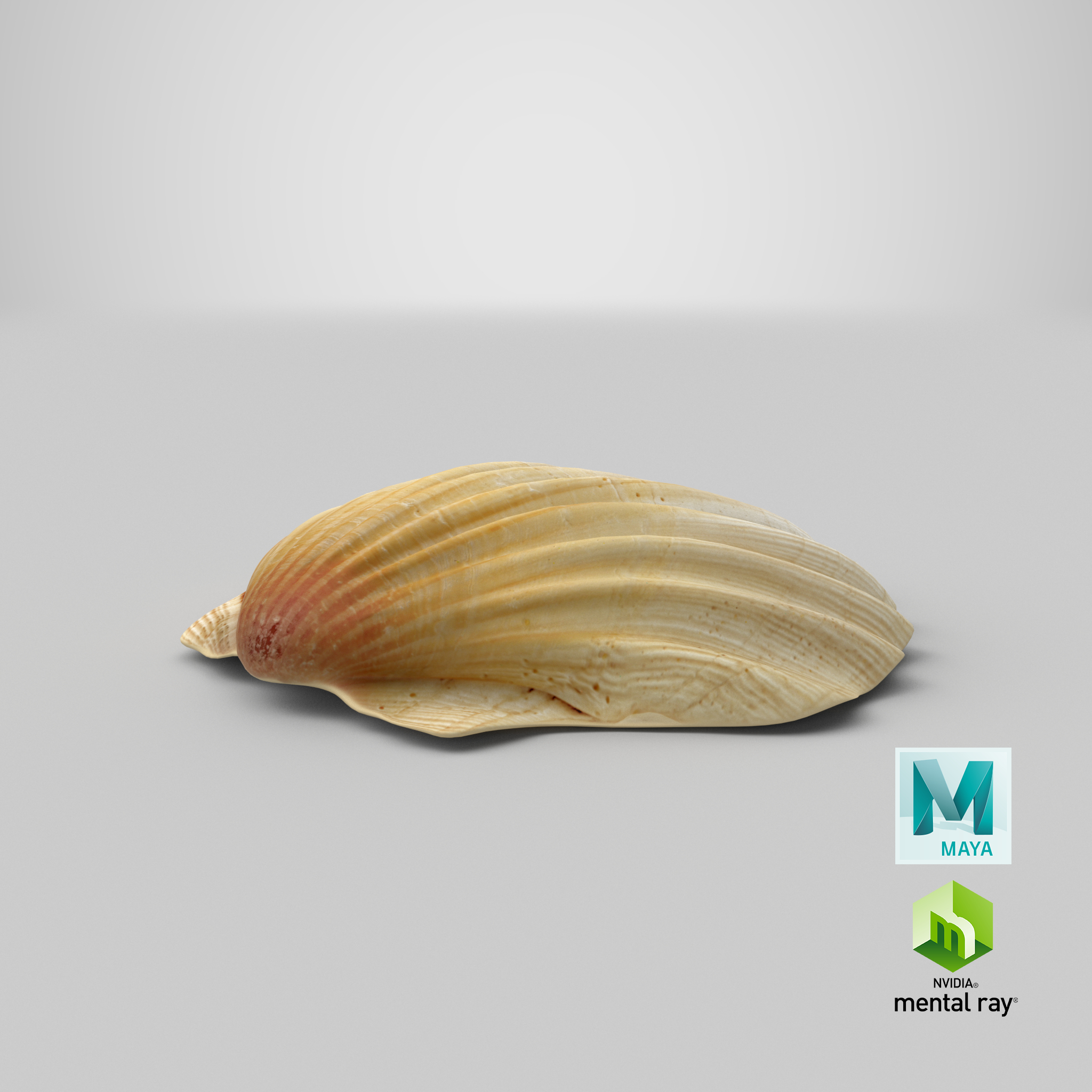 3D sea shell 2 model - TurboSquid 1242131