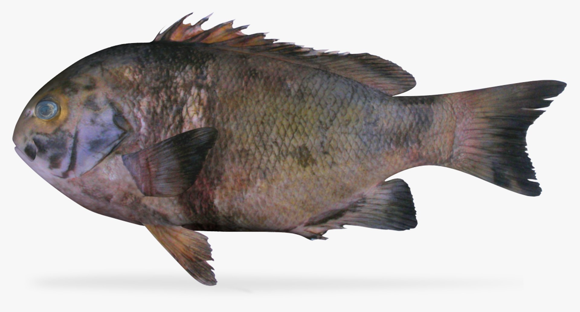 Opaleye 3D model - TurboSquid 1327926