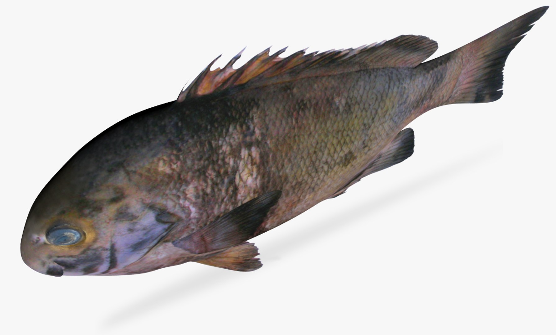 Opaleye 3D model - TurboSquid 1327926