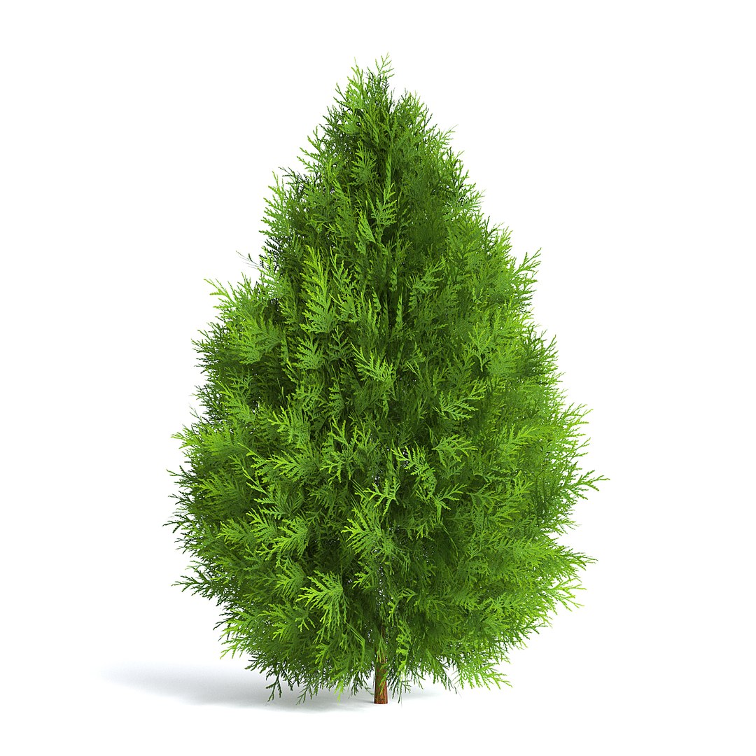 3D Thuja Shrub III - TurboSquid 1979517