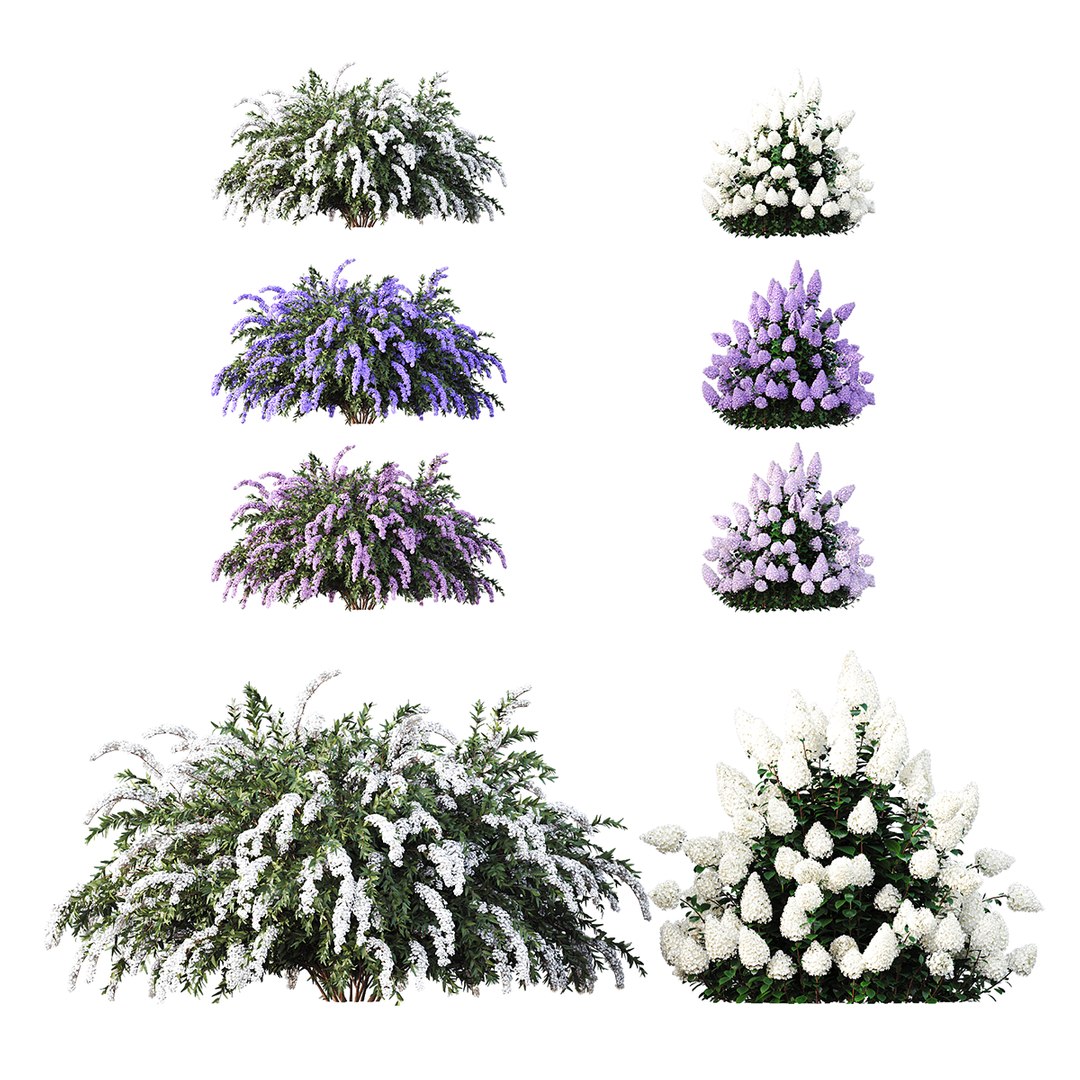 HQ Hydrangea Paniculata Phantom Spiraeacinerea Grefsheim 3D Model ...