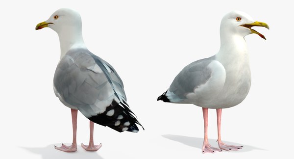 3d model seagull rigged