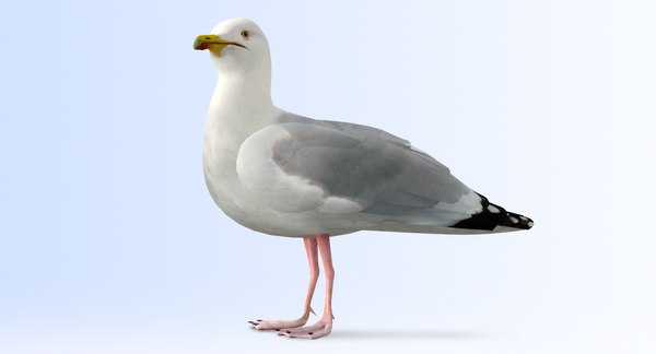 3d model seagull rigged