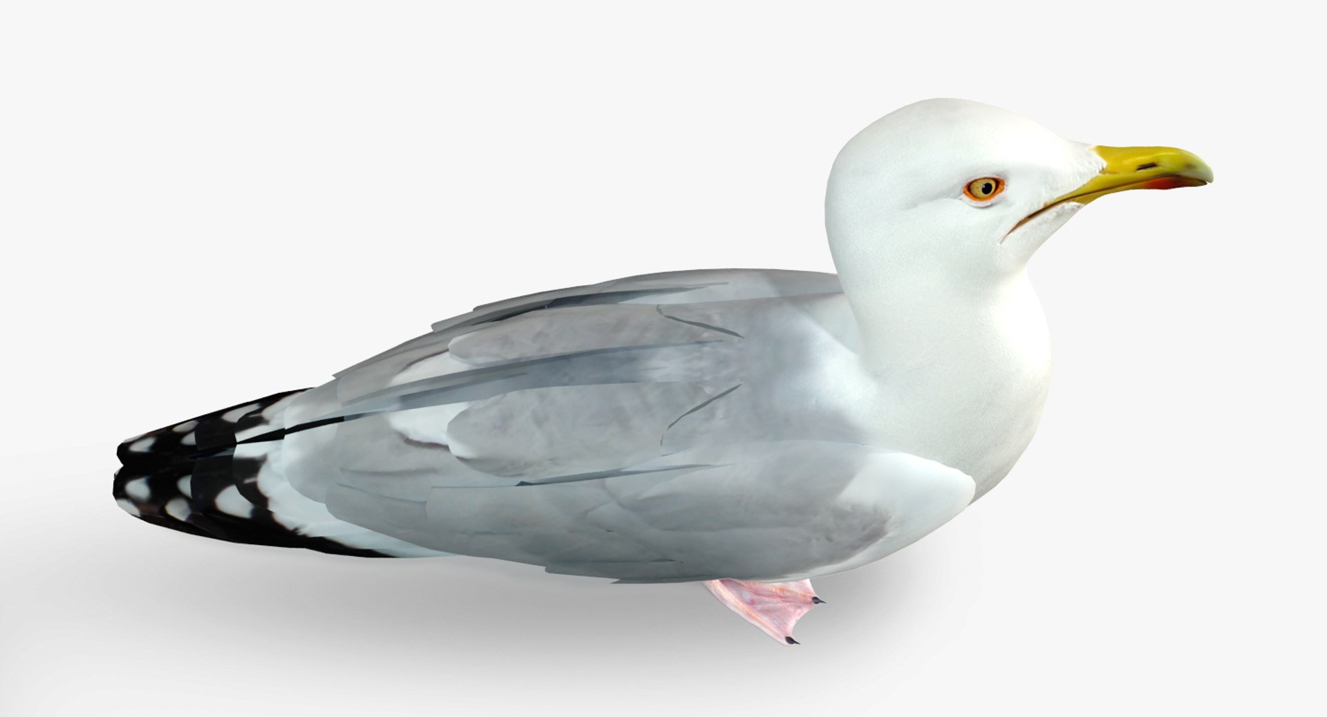 3d Model Seagull Rigged