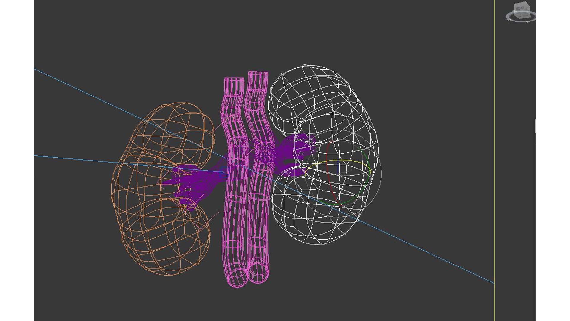 3d Model Kidney 3D Model - TurboSquid 2106606