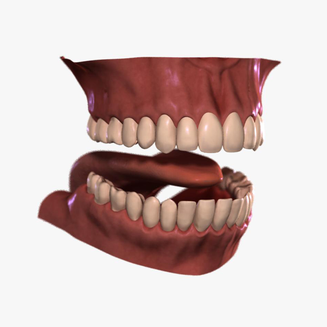 Realistic Mouth Teeth 3d Model