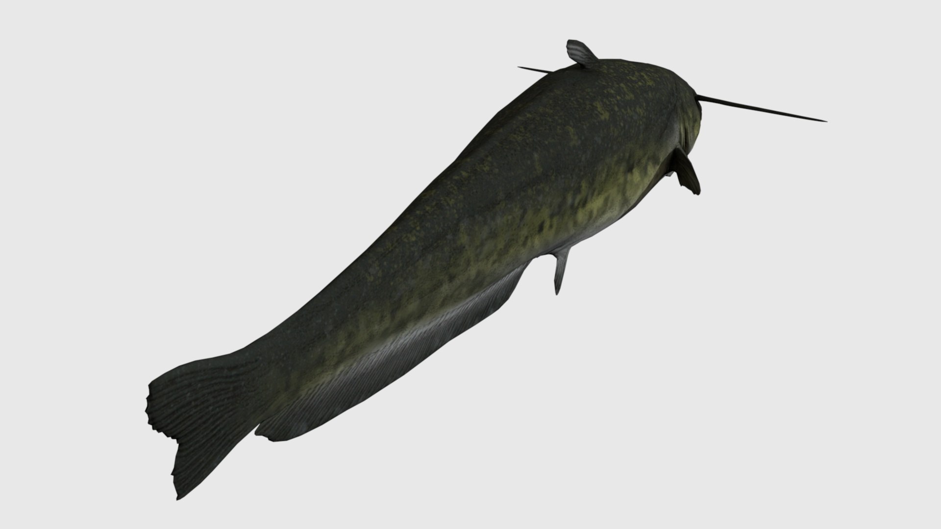 3D Catfish Rigged And Animated Model - TurboSquid 2335514