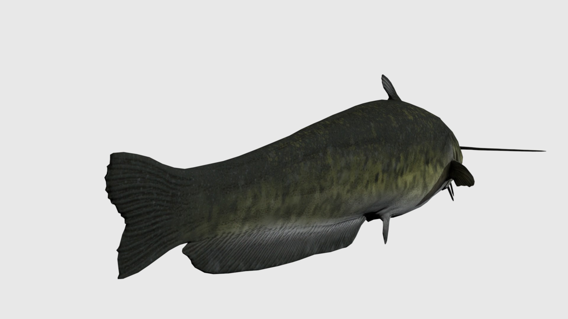 3D Catfish Rigged And Animated Model - TurboSquid 2335514