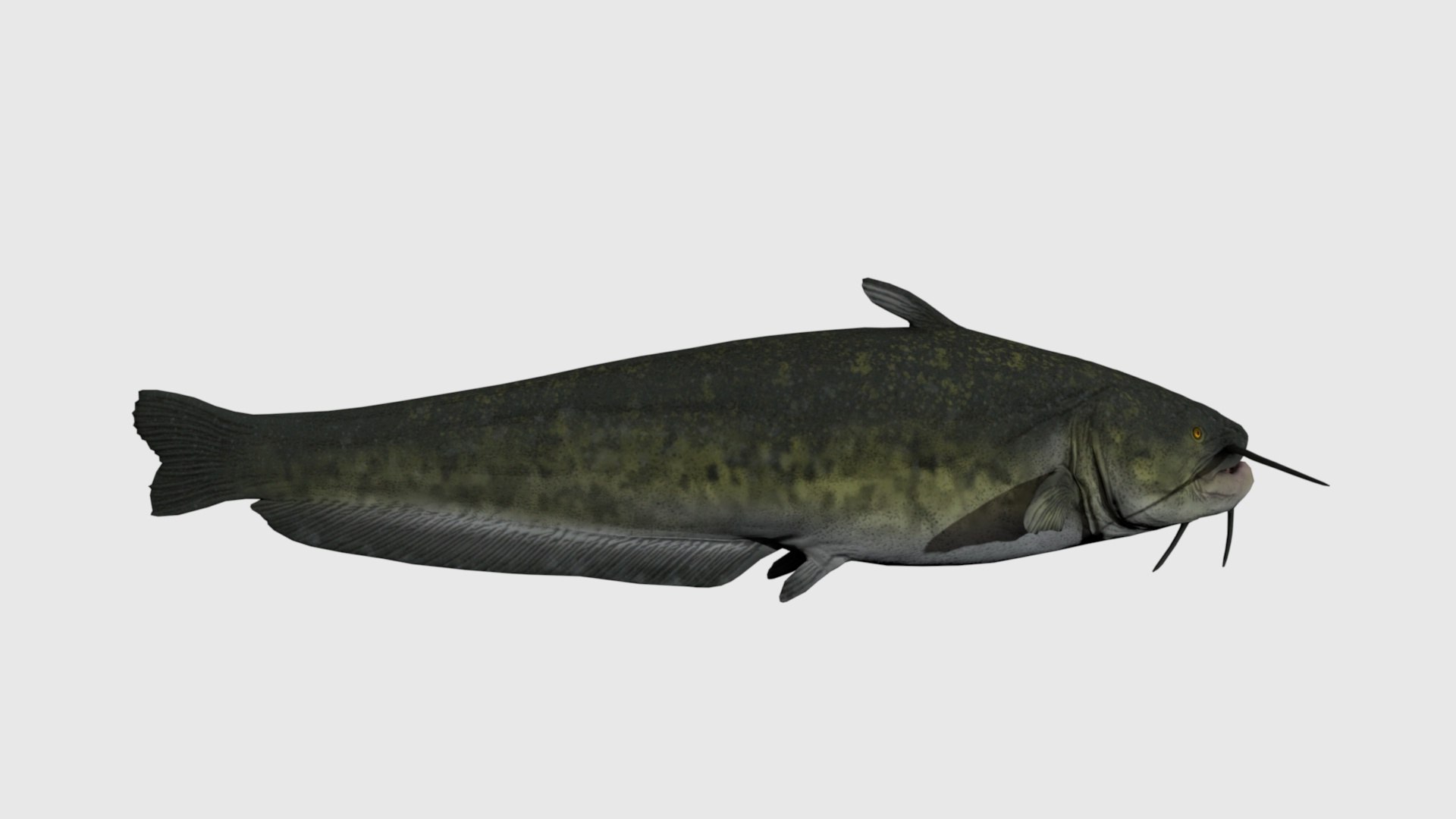 3D Catfish Rigged And Animated Model - TurboSquid 2335514