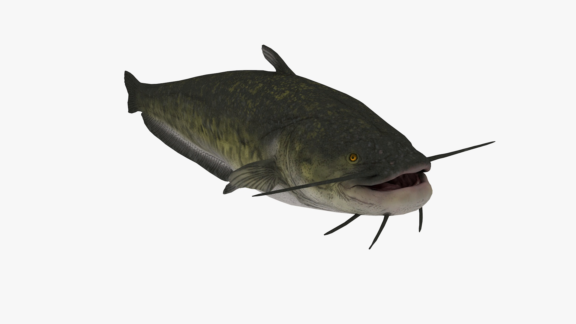 3D Catfish Rigged And Animated Model - TurboSquid 2335514
