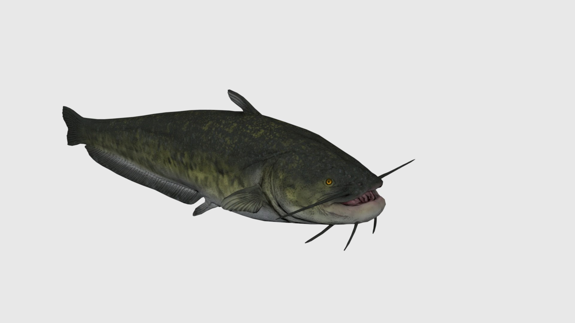 3D Catfish Rigged And Animated Model - TurboSquid 2335514