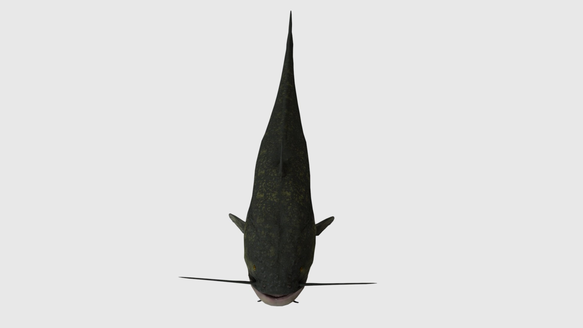 3D Catfish Rigged And Animated Model - TurboSquid 2335514