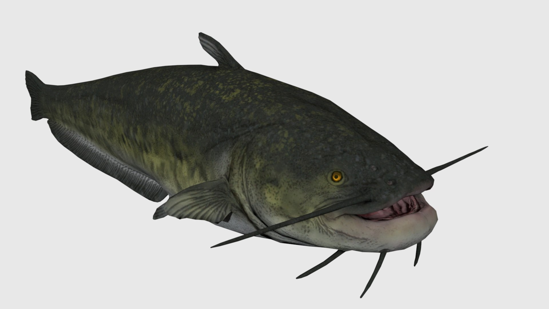 3D Catfish Rigged And Animated Model - TurboSquid 2335514