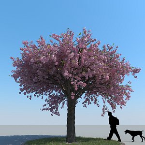 Cherry Tree 3D Models for Download | TurboSquid