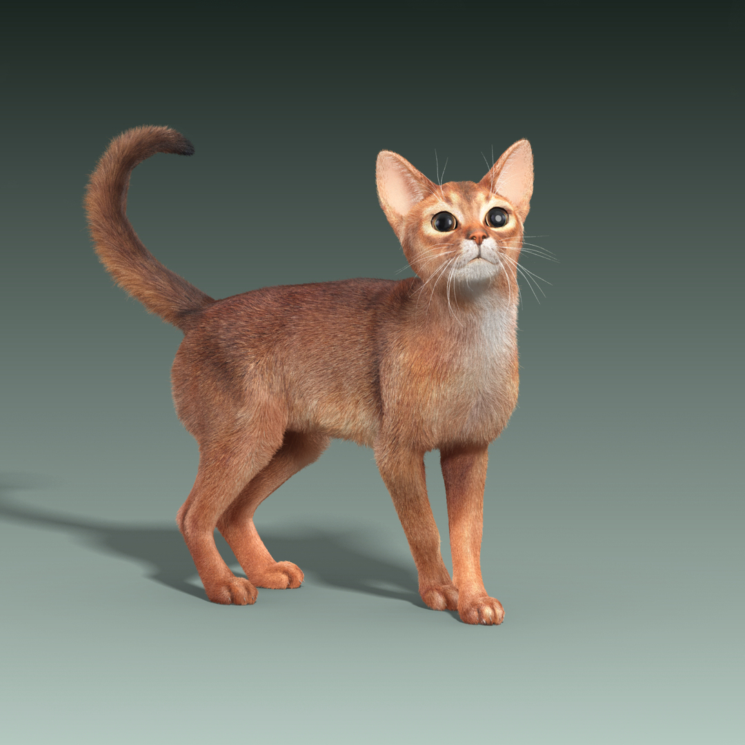3d Model Abyssinian Cat Fur Rigged