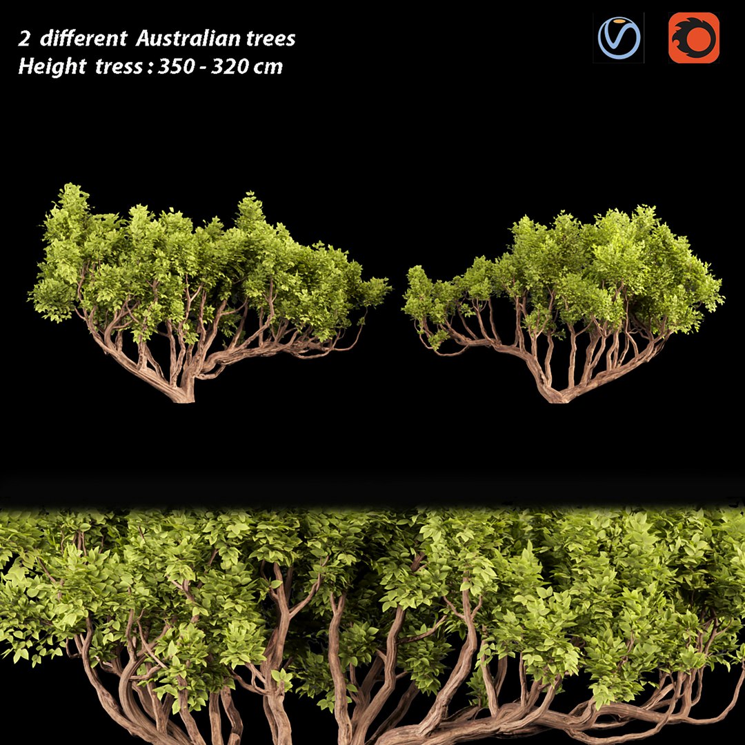 Australian Trees Vol 29 Model - TurboSquid 1949277