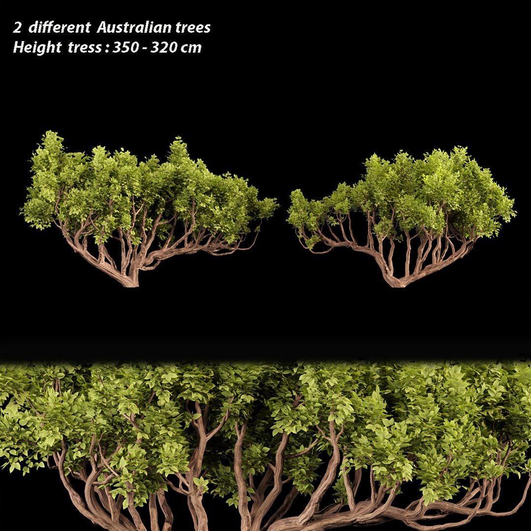 Australian Trees Vol 29 Model - TurboSquid 1949277
