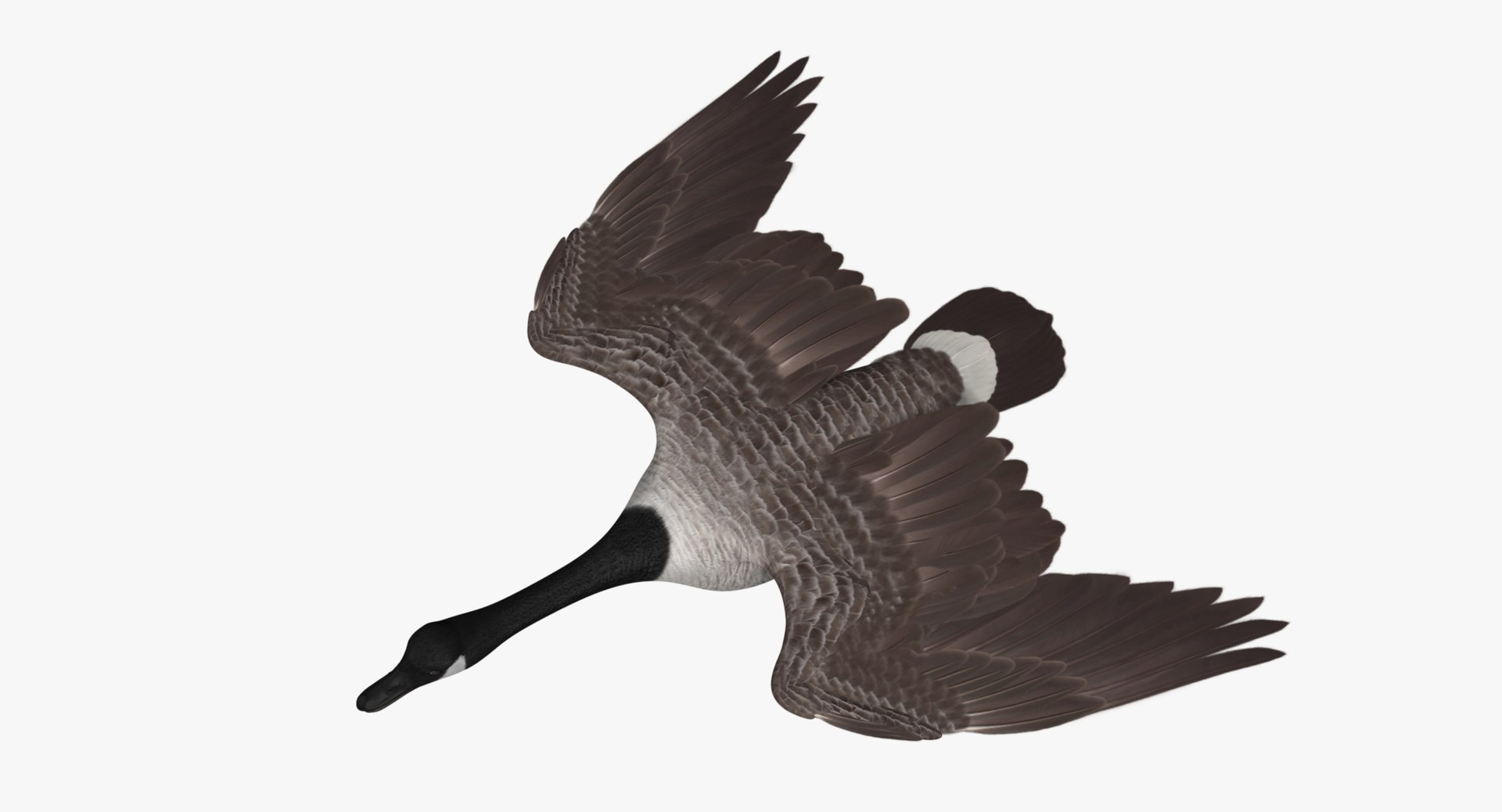 Obj Branta Canadensis Canada Goose