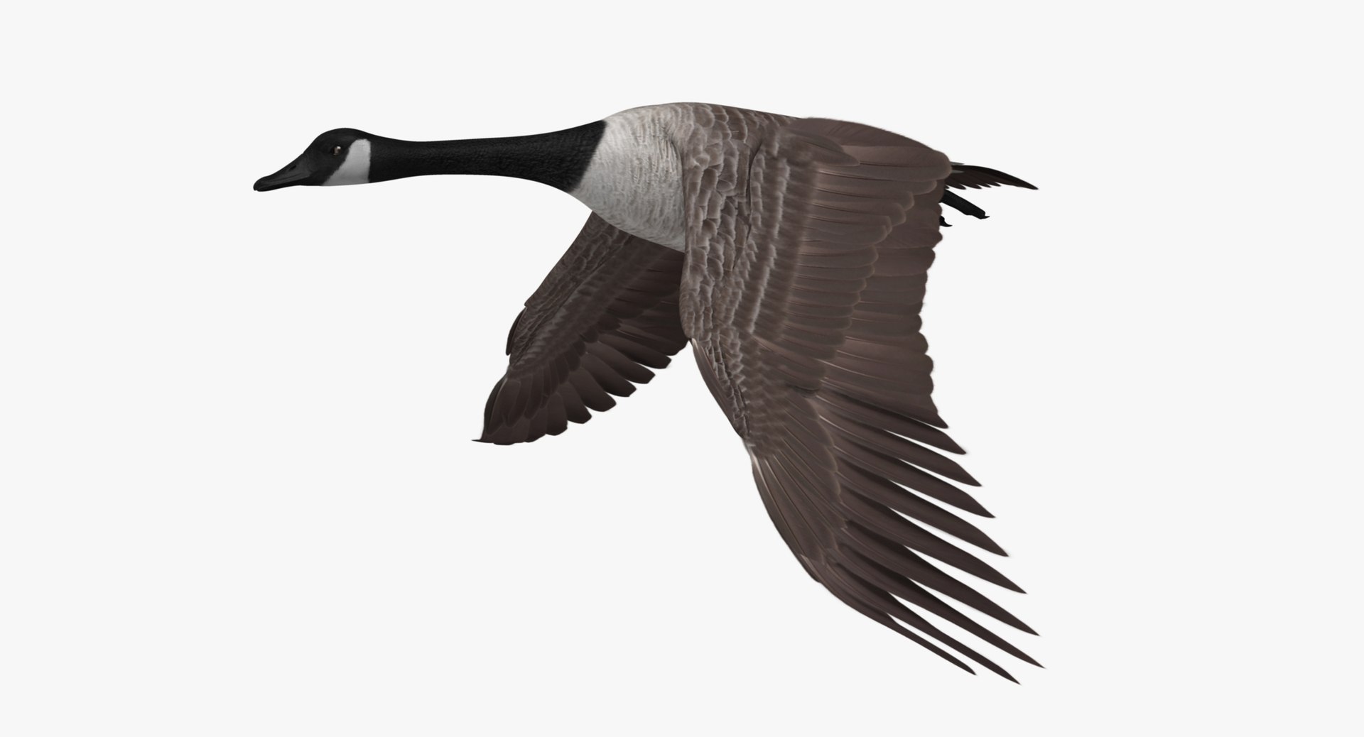 Obj Branta Canadensis Canada Goose