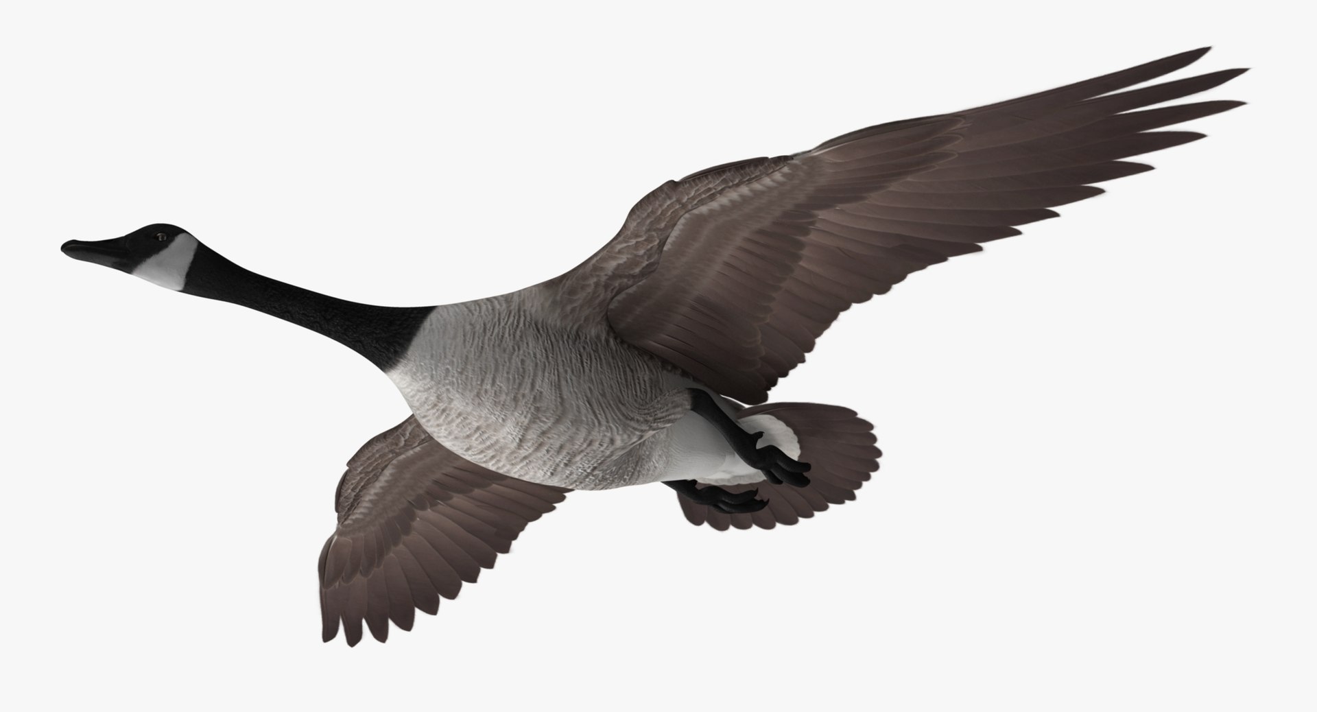 Obj Branta Canadensis Canada Goose