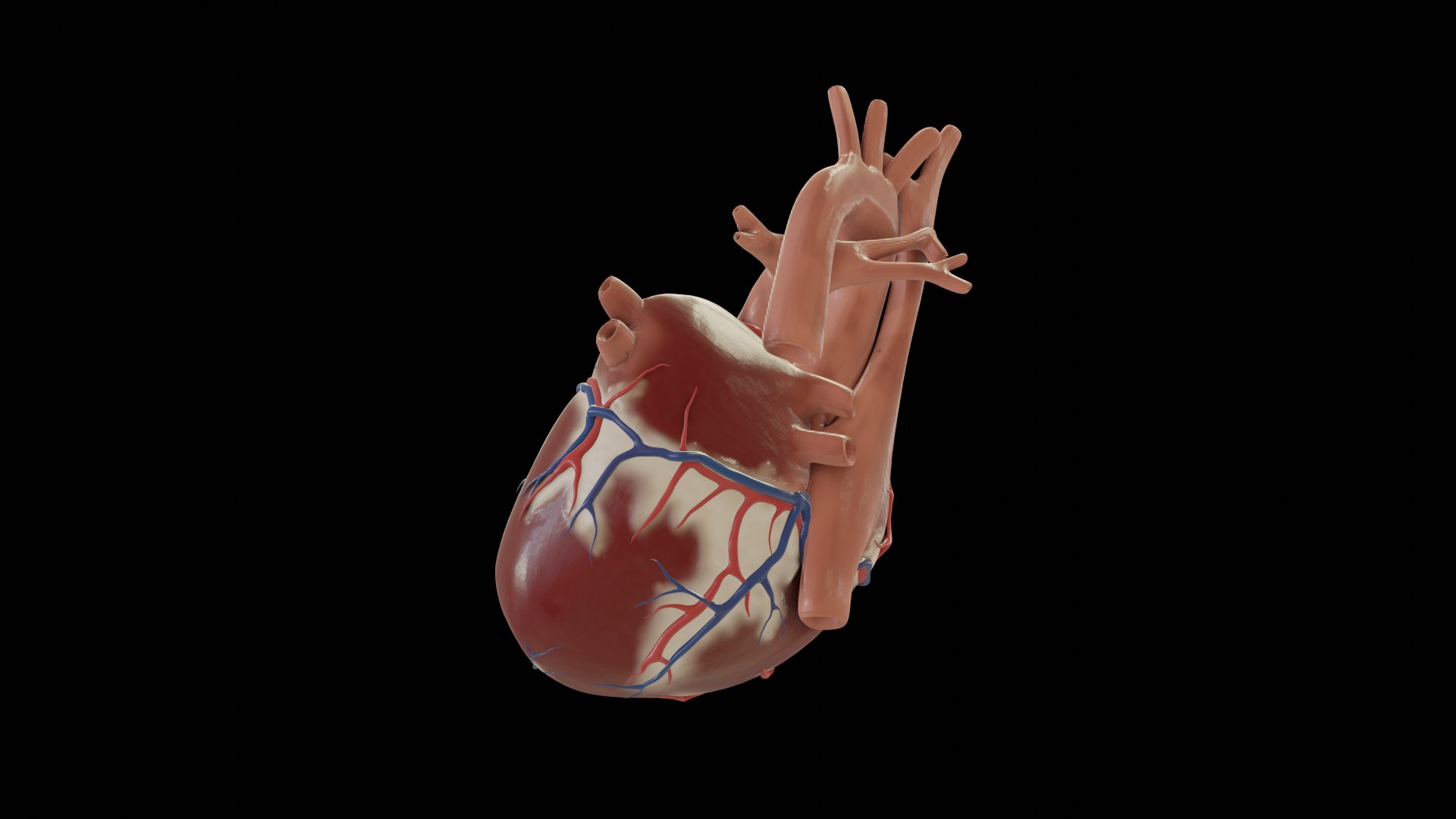 3D Human Heart Model - TurboSquid 1444090