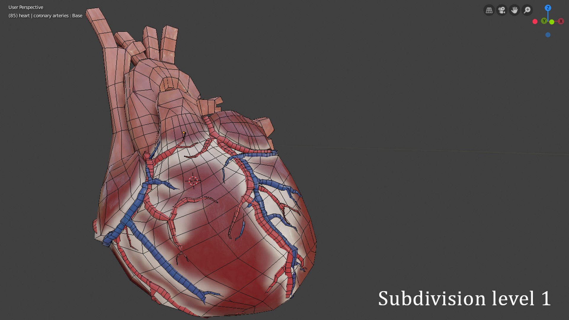 3D Human Heart Model - TurboSquid 1444090